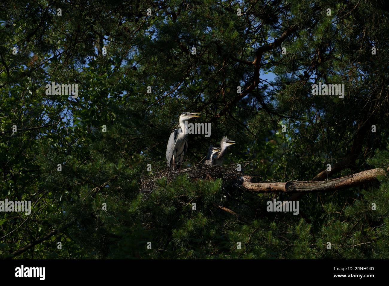 Ardea cinerea Family Ardeidae Genus Ardea Grey heron chicks in the nest ...