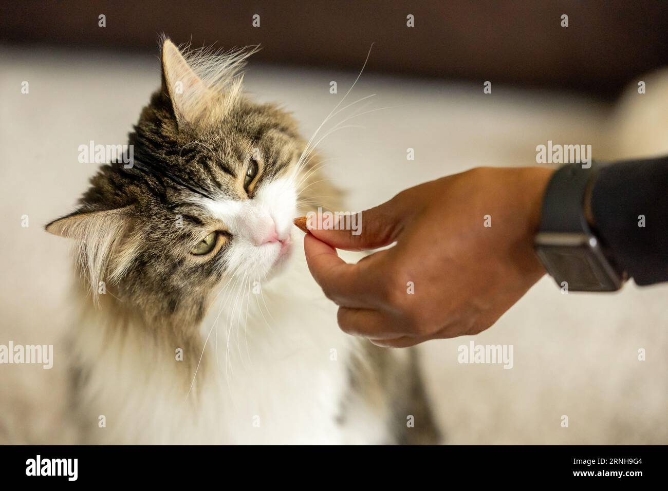 Long haired tabby hi-res stock photography and images - Alamy