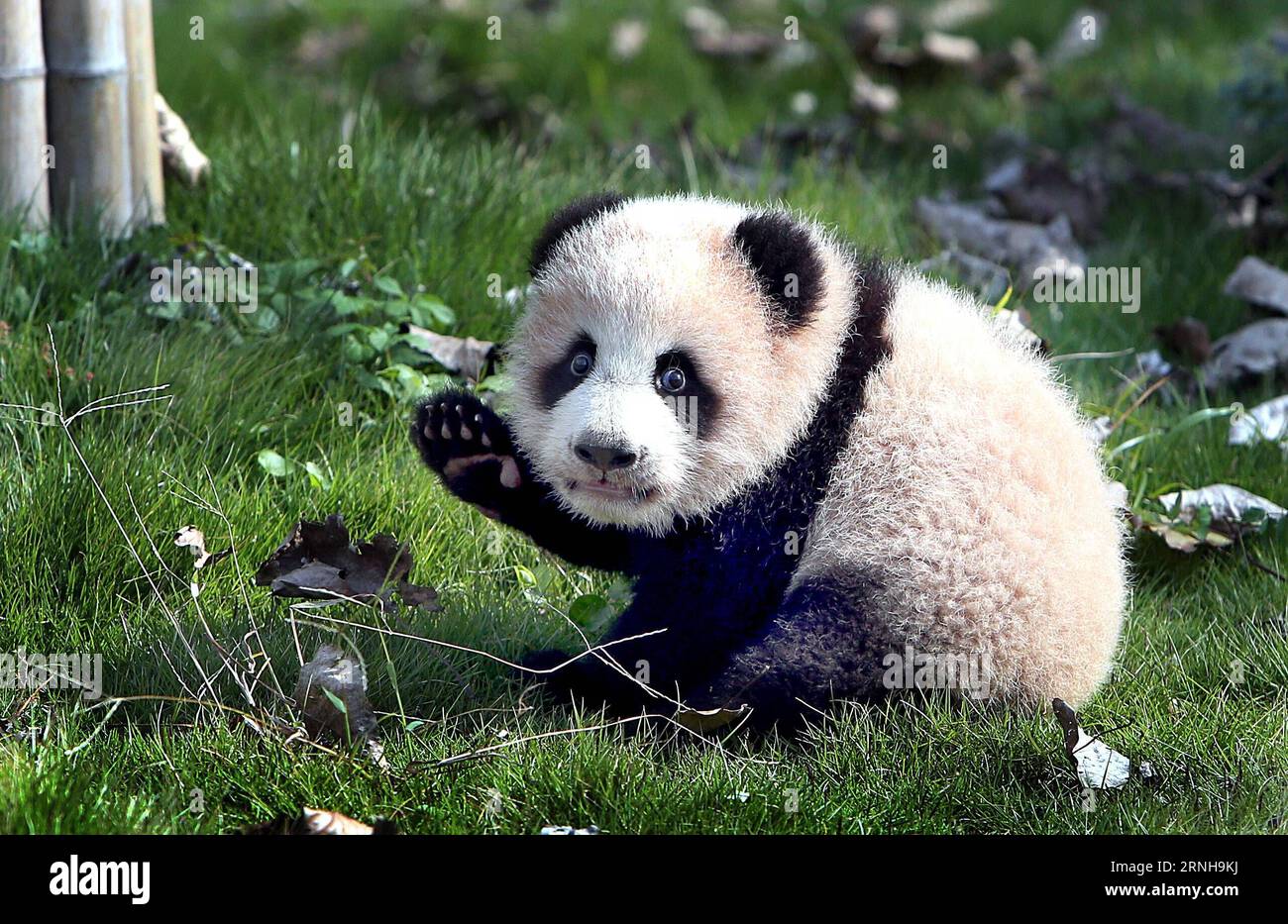 (161104) -- SHANGHAI, Nov. 4, 2016 -- Giant panda cub Huasheng plays at ...