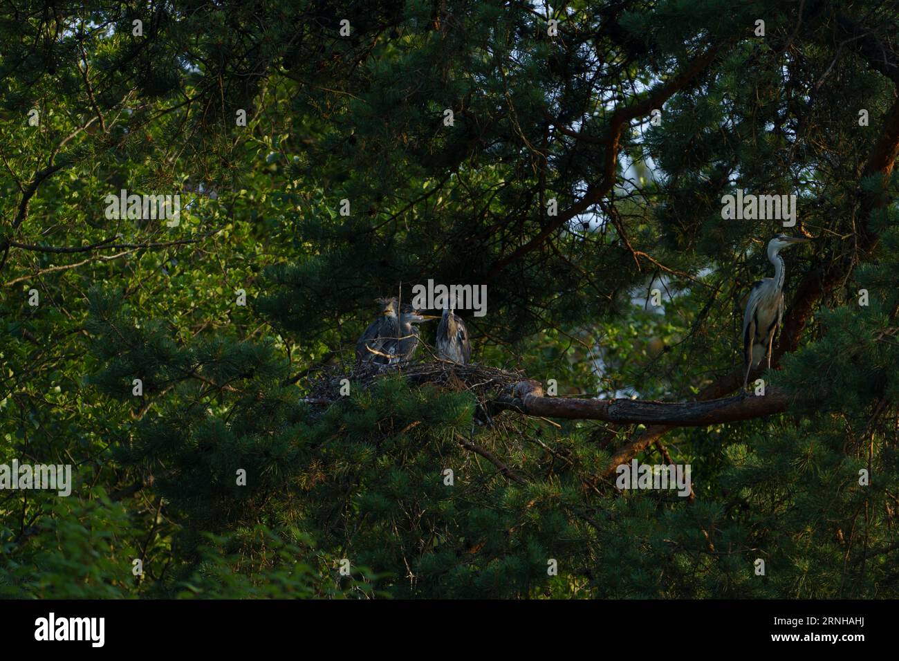 Ardea cinerea Family Ardeidae Genus Ardea Grey heron chicks in the nest ...