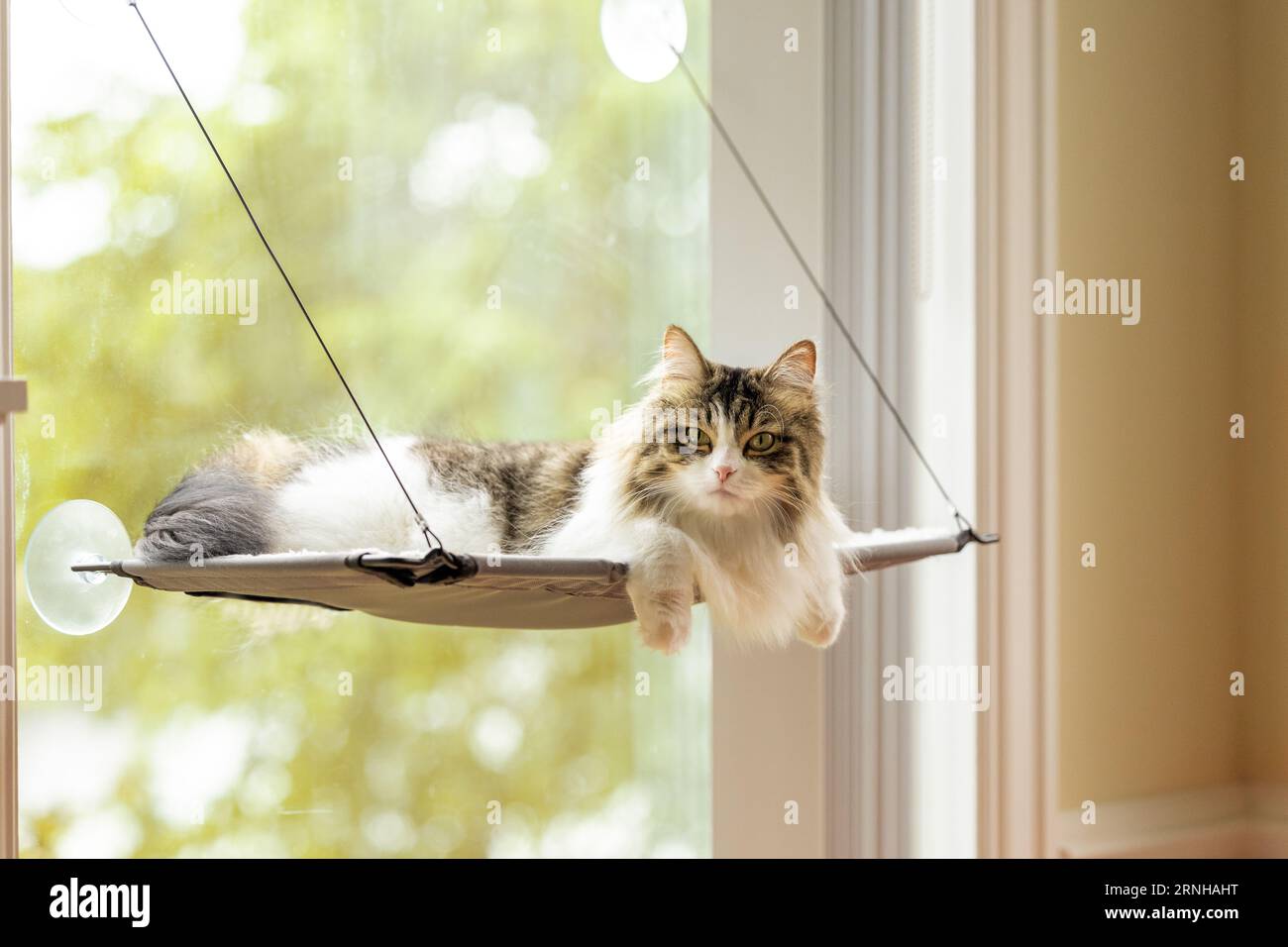 A long-haired tabby cat enjoys hanging on her window ledge in a home ...