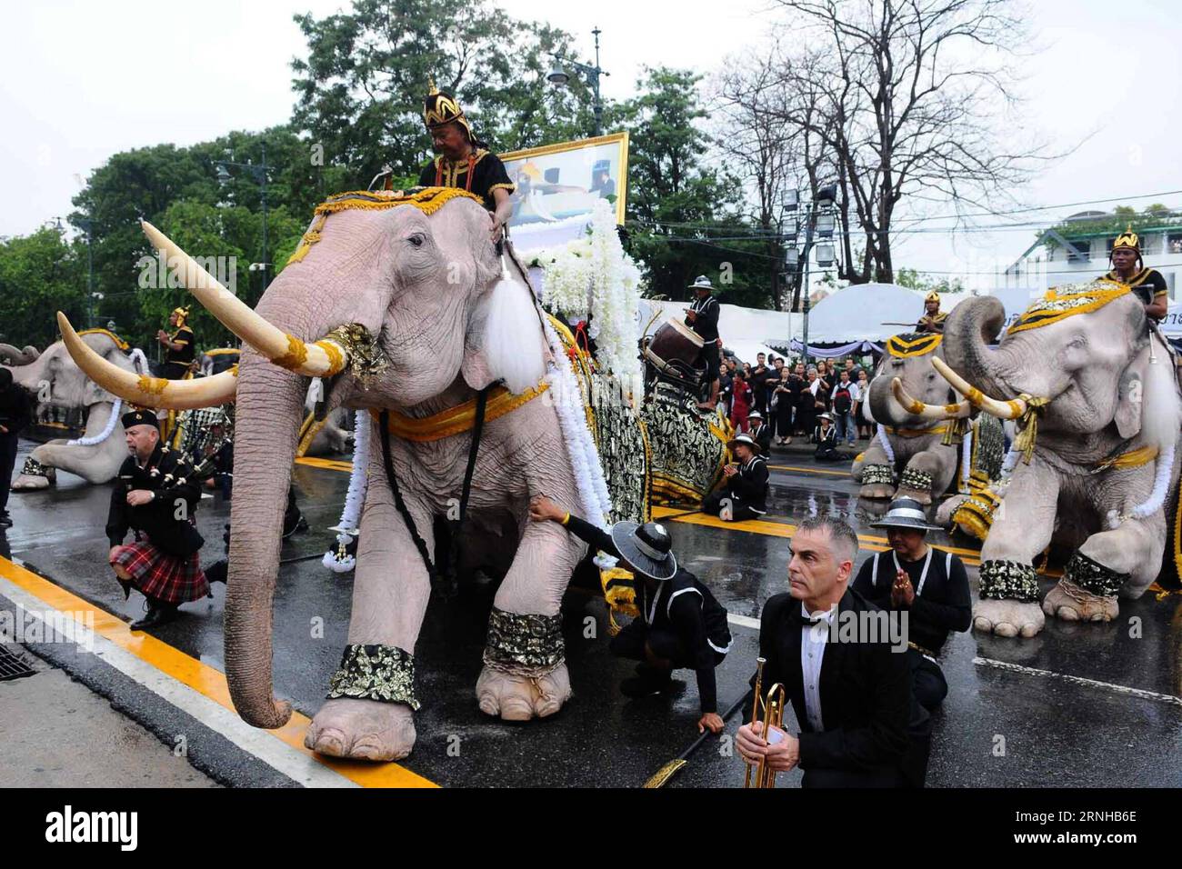 (161108) -- BANGKOK, Nov.8, 2016 -- Eleven albino elephants from the ...
