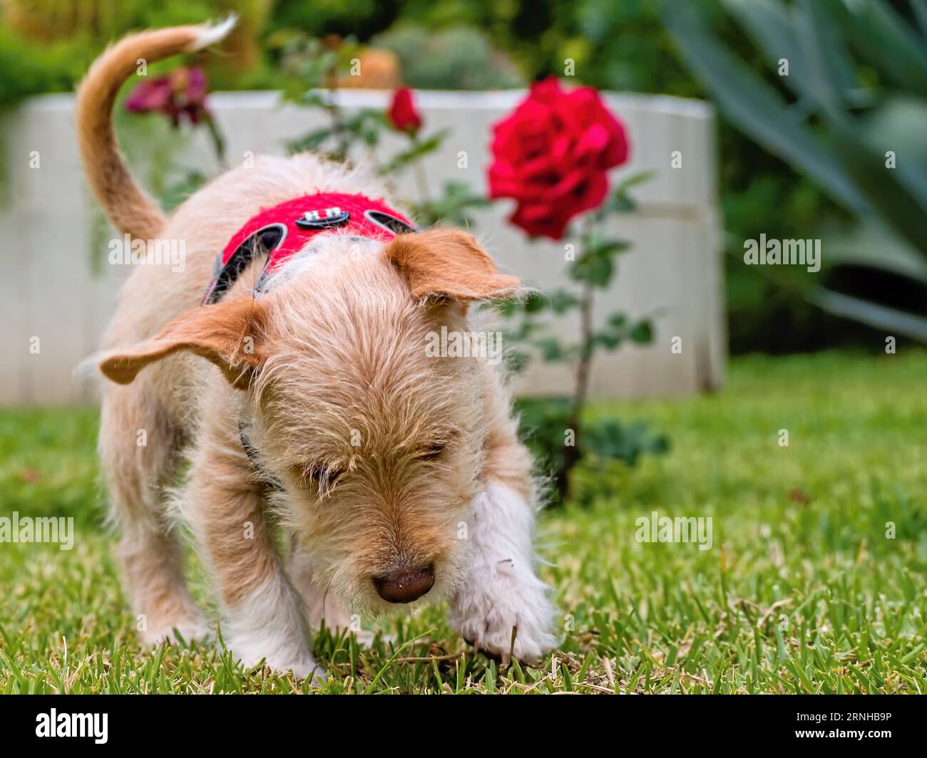 Terrier mix hi-res stock photography and images - Alamy