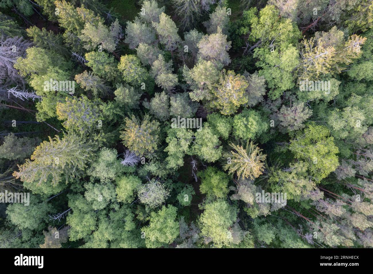 Aerial trees footage hi-res stock photography and images - Alamy