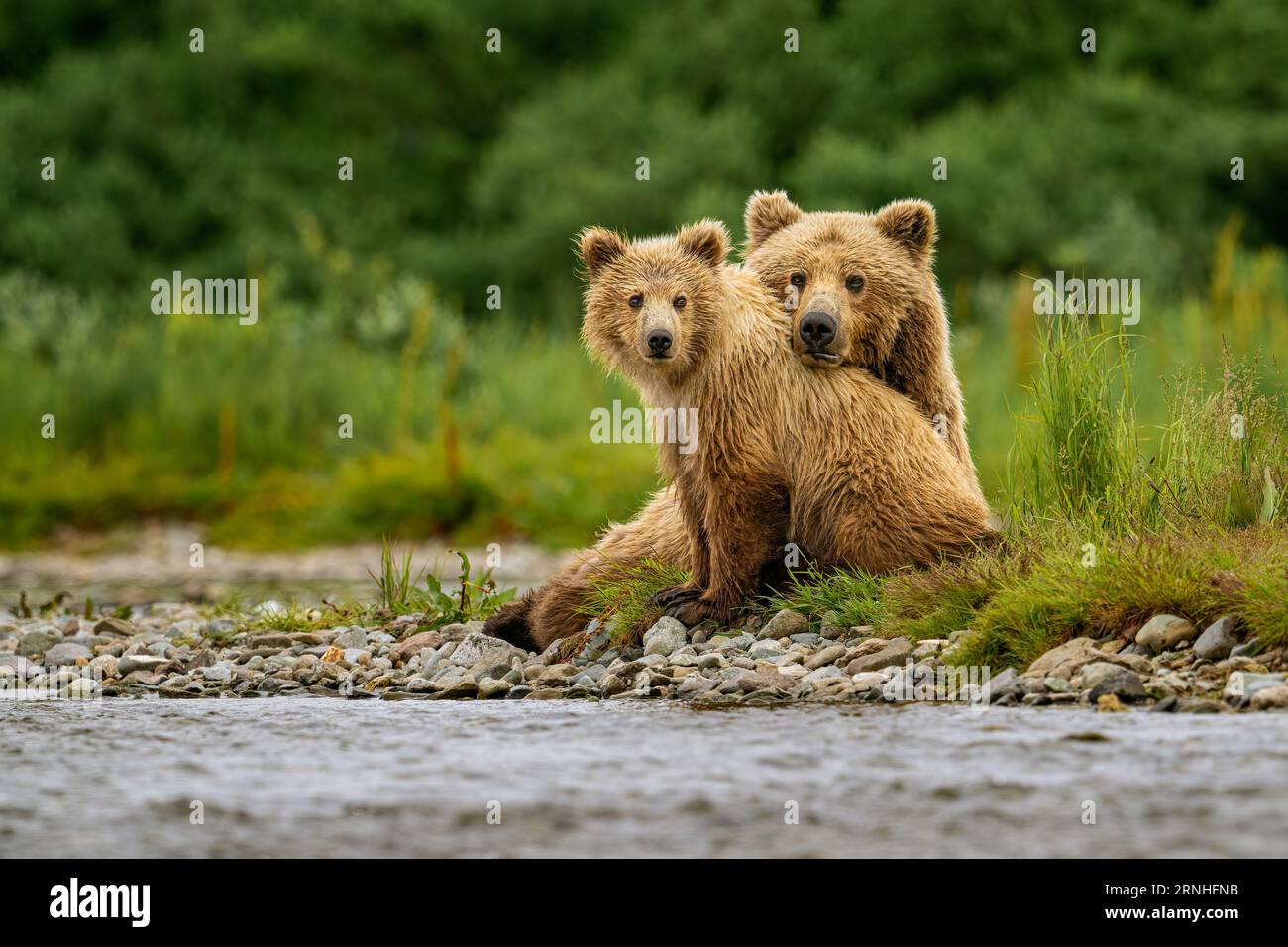 Brown Bear and Cub Stock Photo - Alamy