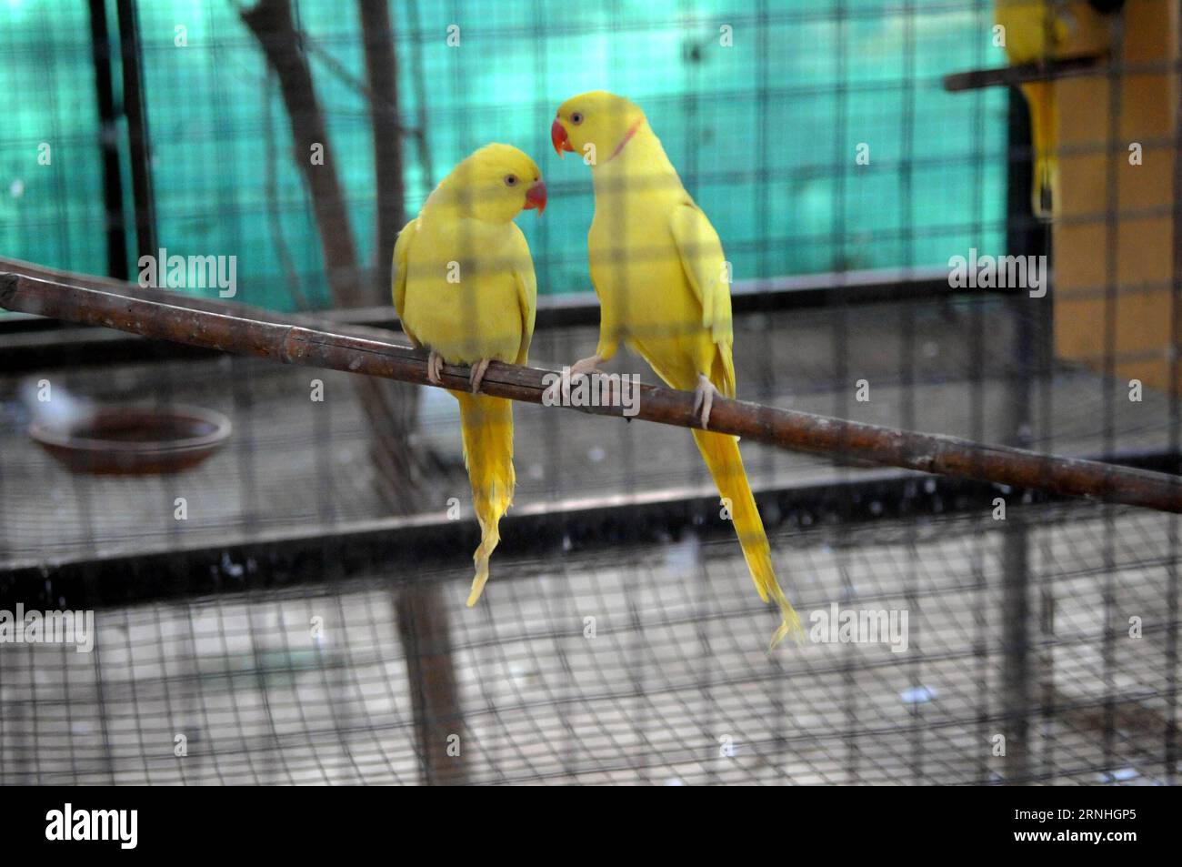 Islamabad bird aviary hi-res stock photography and images - Alamy