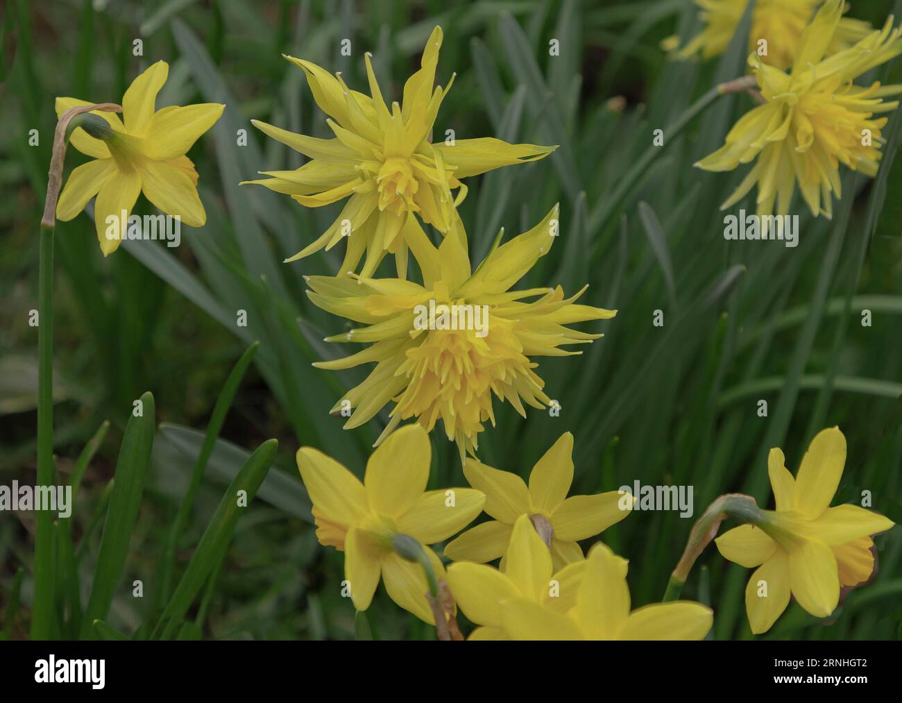 Beautiful and unusual yellow daffodils close up background Stock Photo ...
