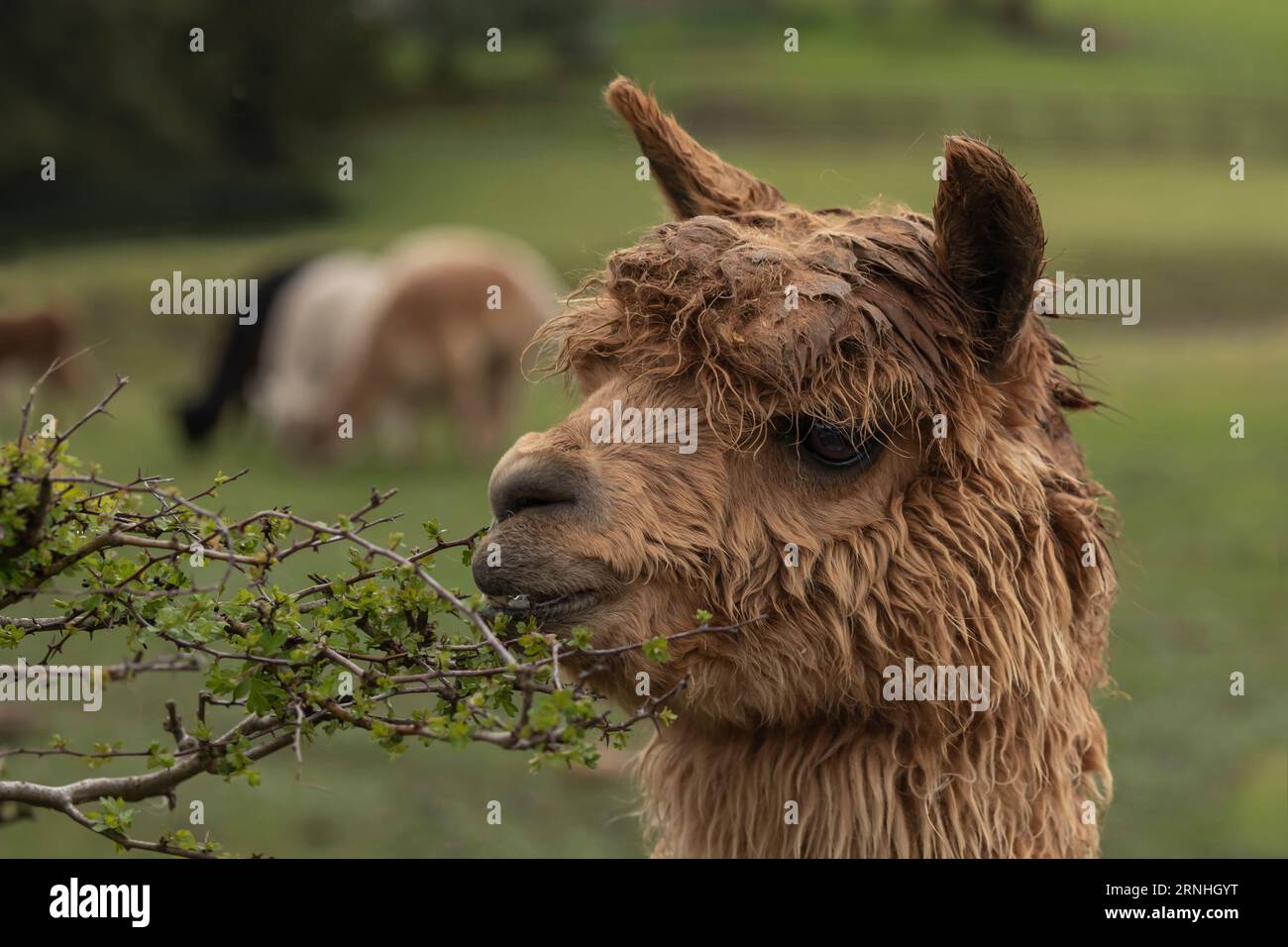 Wet alpaca hi-res stock photography and images - Alamy