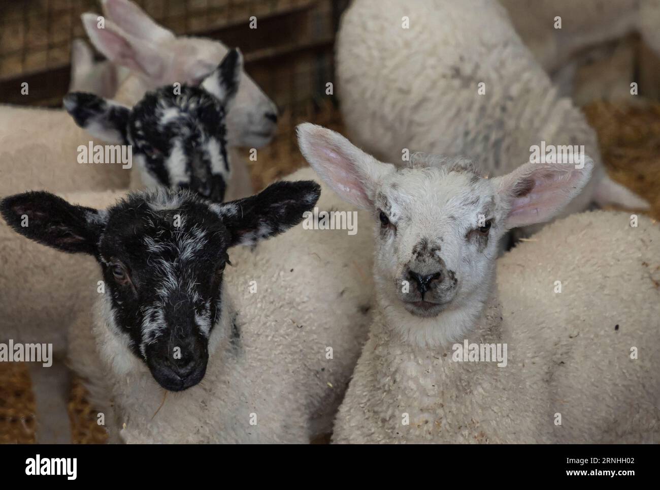 Close up of two young lambs with large ears in a pen Stock Photo - Alamy