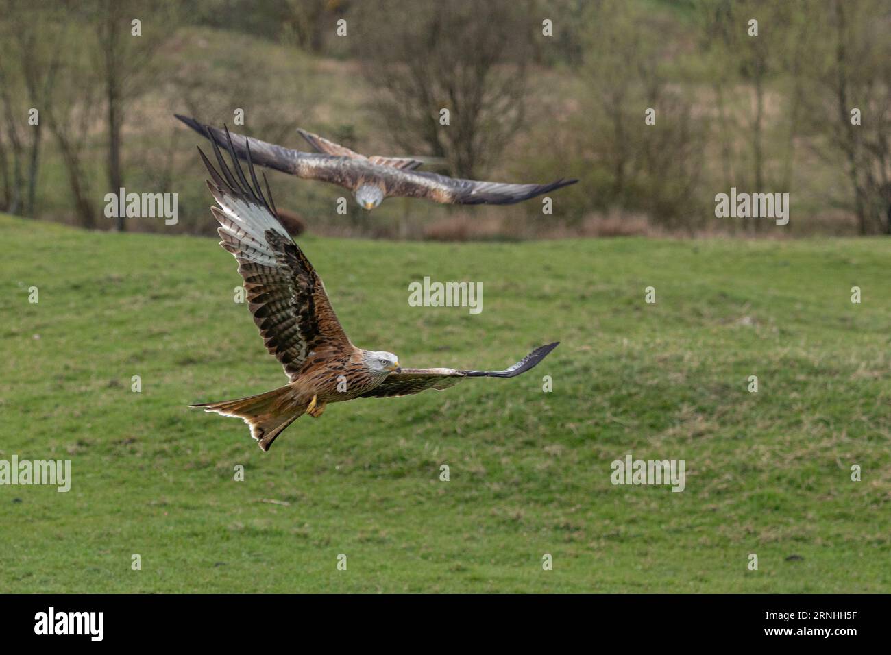 Birds swooping down hi-res stock photography and images - Alamy