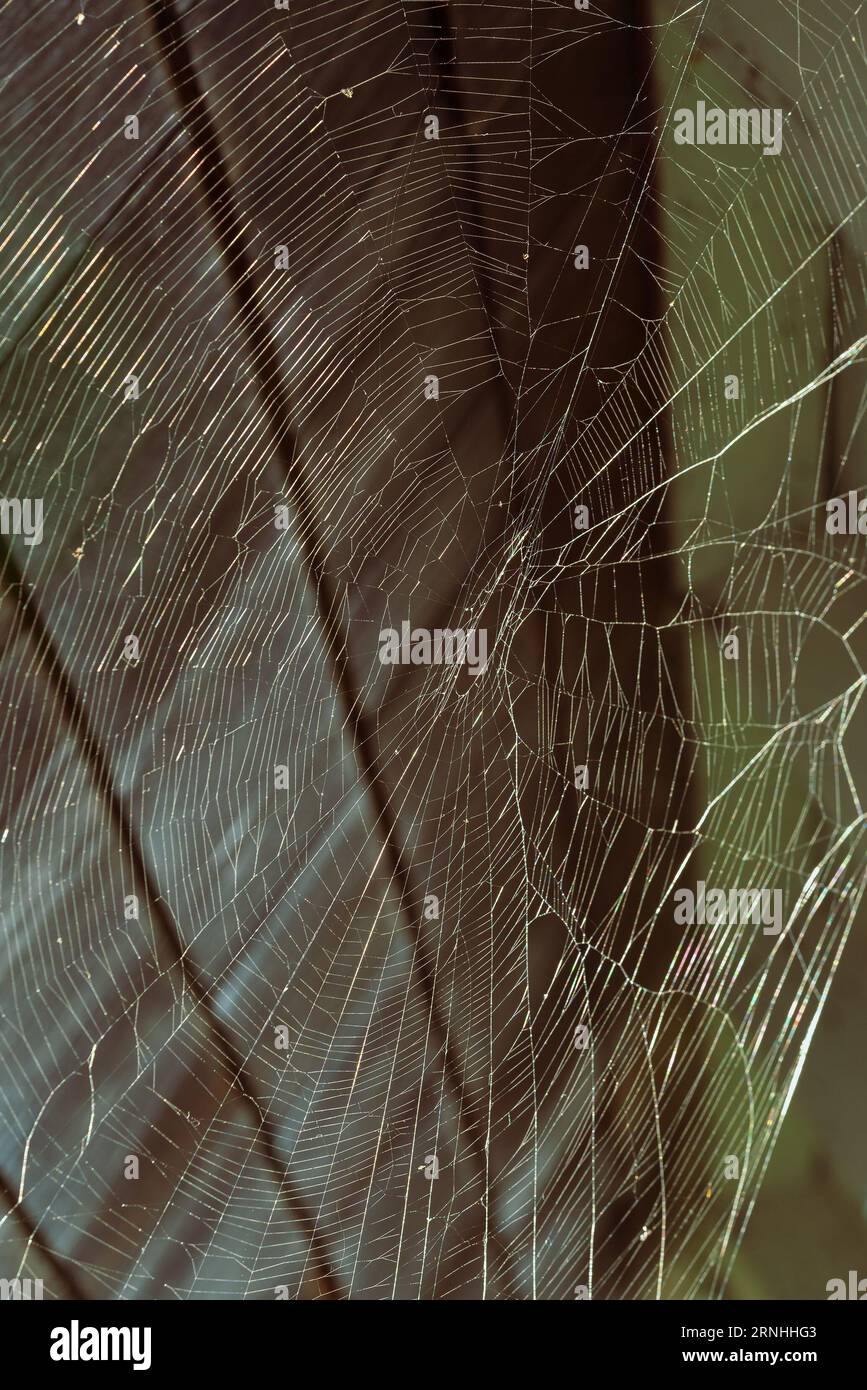 Spooky Halloween background spider web pattern in nature. Abstract ...