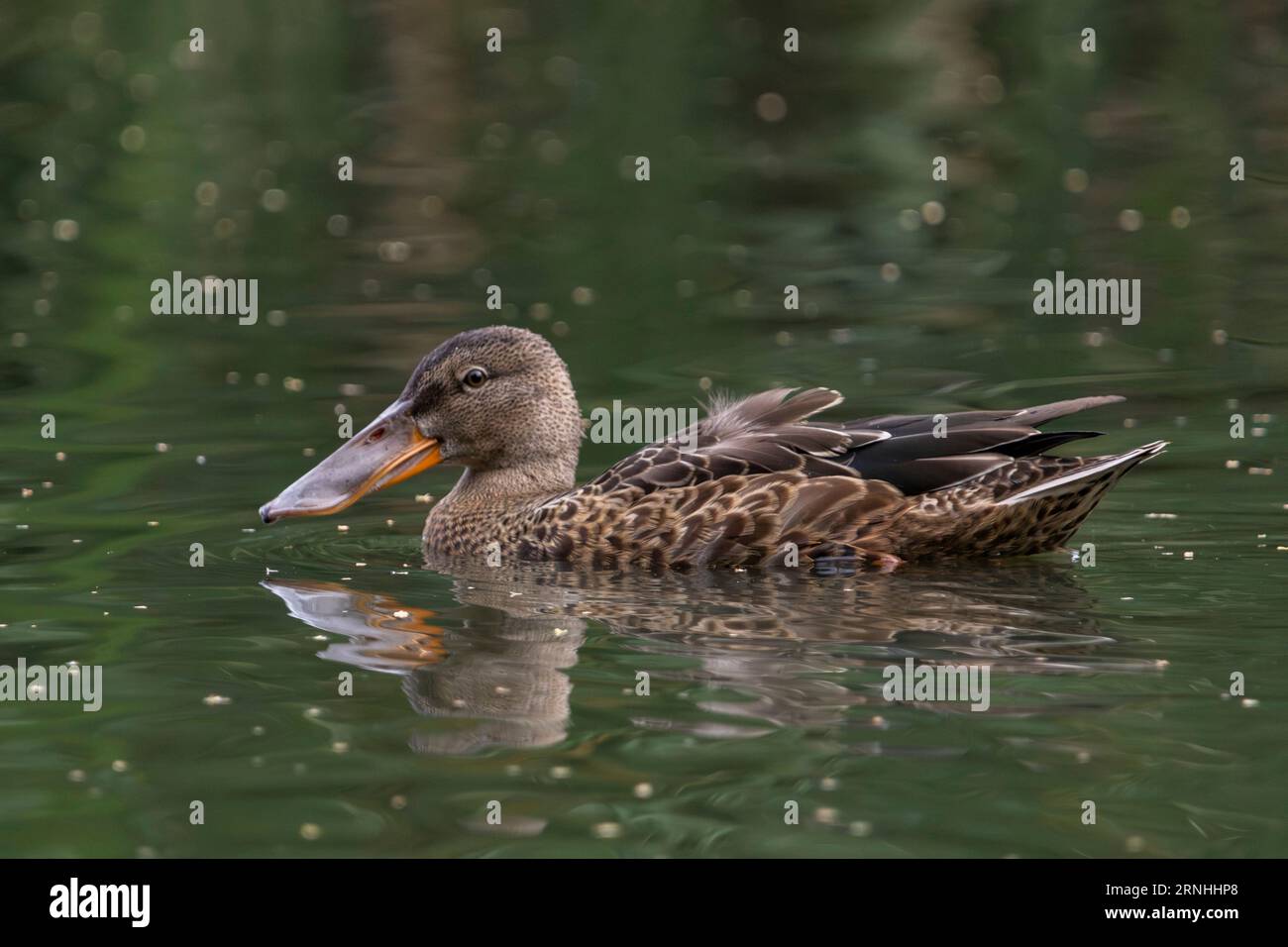 Northern shoveler migratory waterfowl hi-res stock photography and images - Alamy