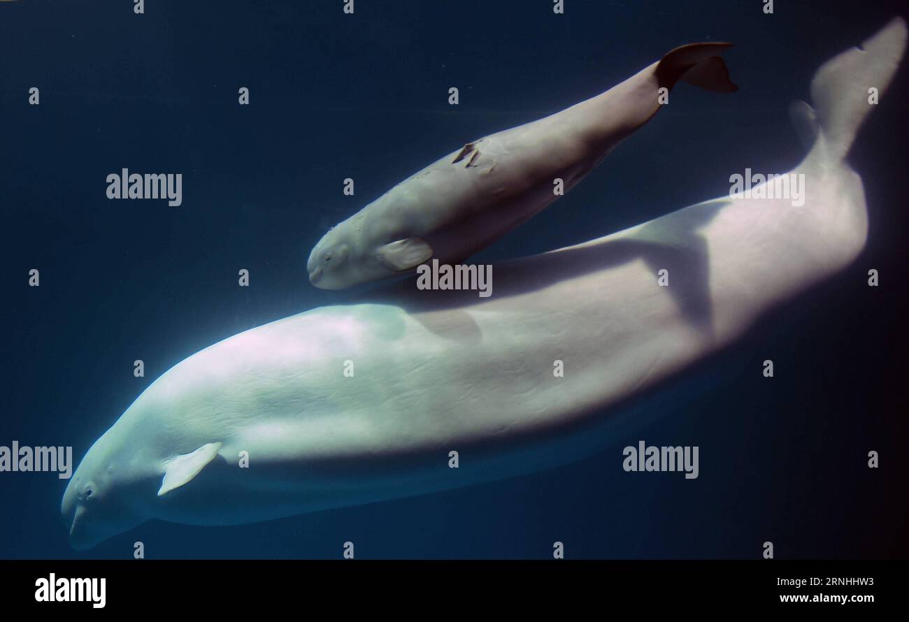 Beluga Nachwuchs in Changsha, China (161121) -- CHANGSHA, Nov. 21, 2016 ...