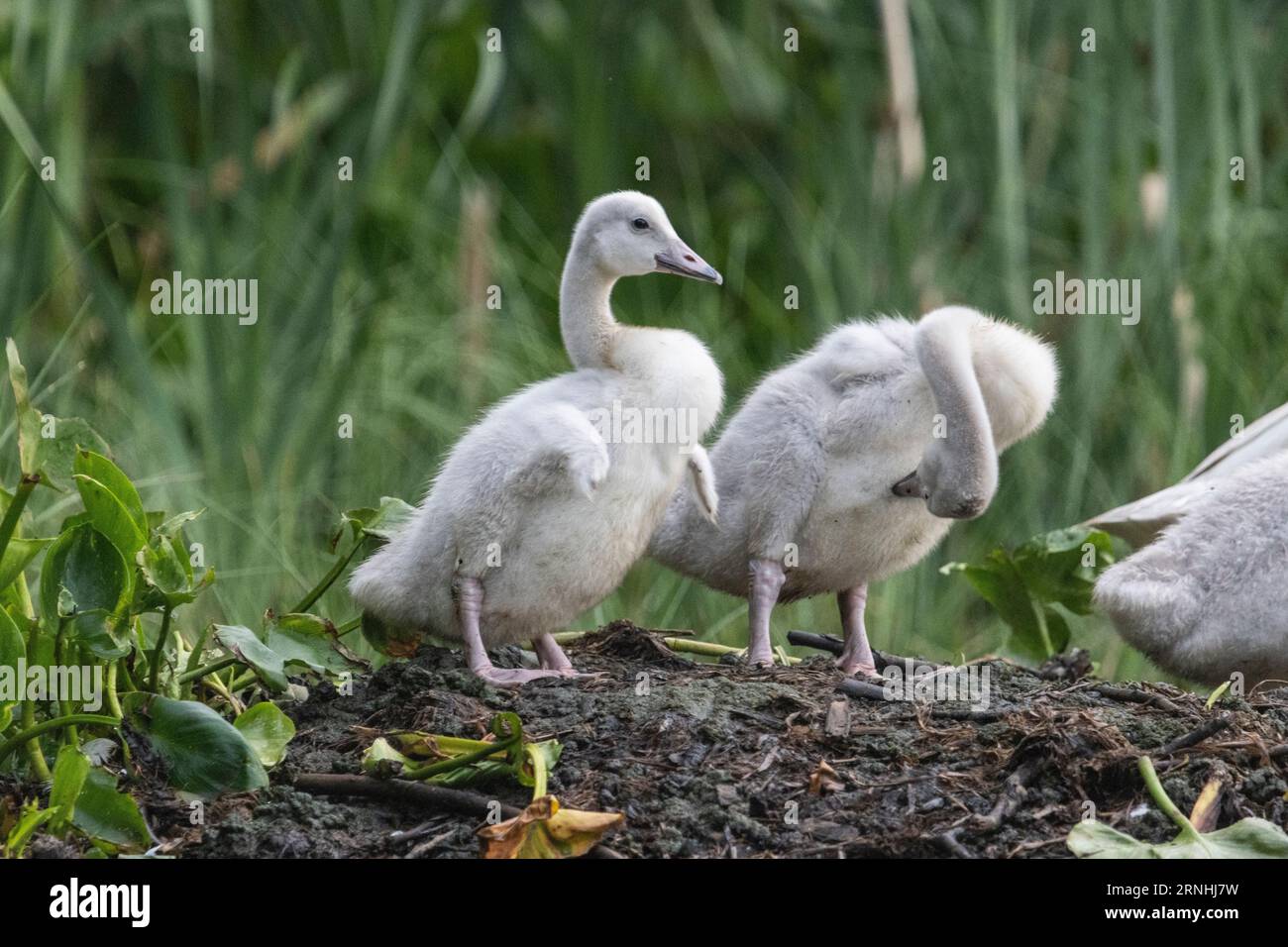 Whooper swan babies Stock Photo - Alamy