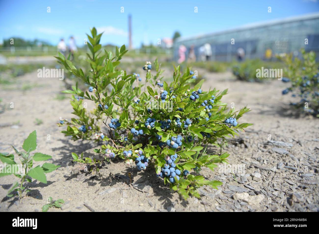 Blueberry plantation hi-res stock photography and images - Alamy
