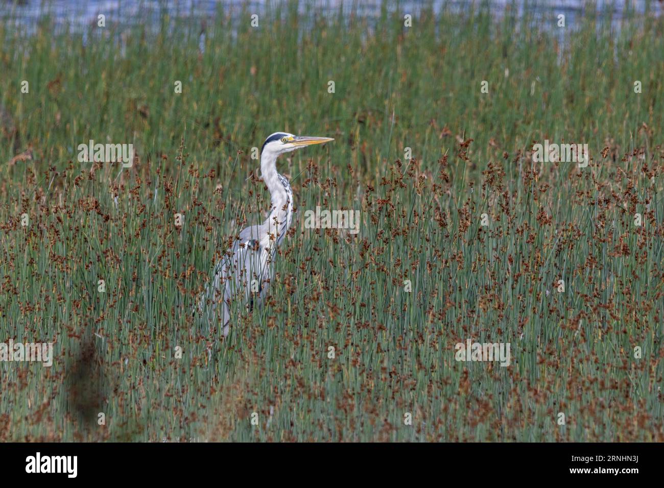 Elegant avian species hi-res stock photography and images - Alamy