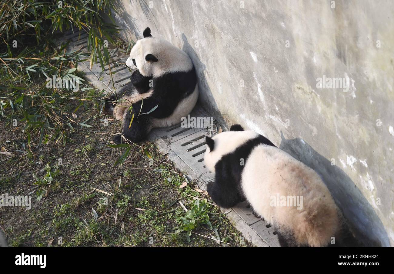 Atlanta panda twins hi-res stock photography and images - Alamy