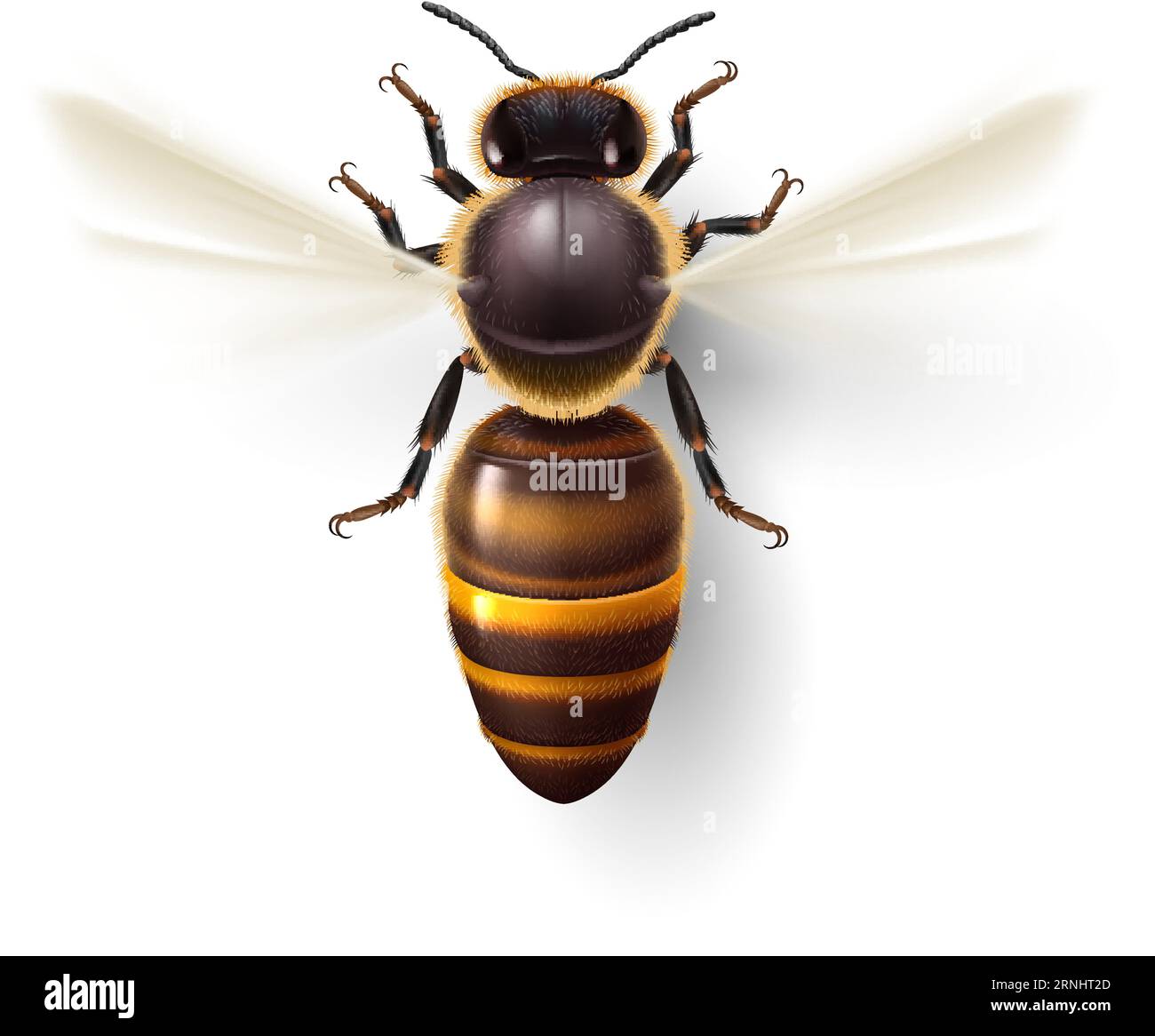 Flying Honey Bee. Insect Symbol for Natural, Healthy and Organic Food ...