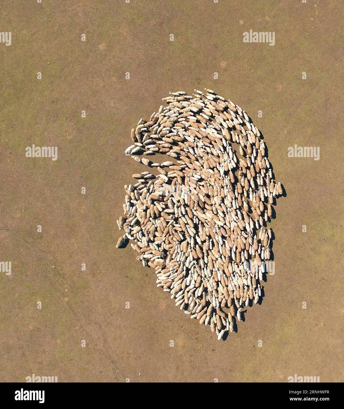 Drones flock hi-res stock photography and images - Alamy