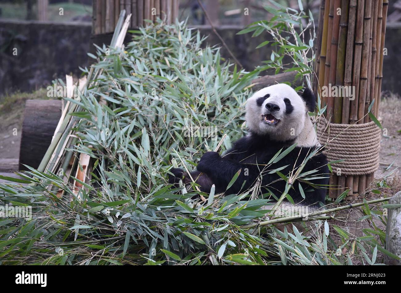 Panda zentrum hi-res stock photography and images - Alamy