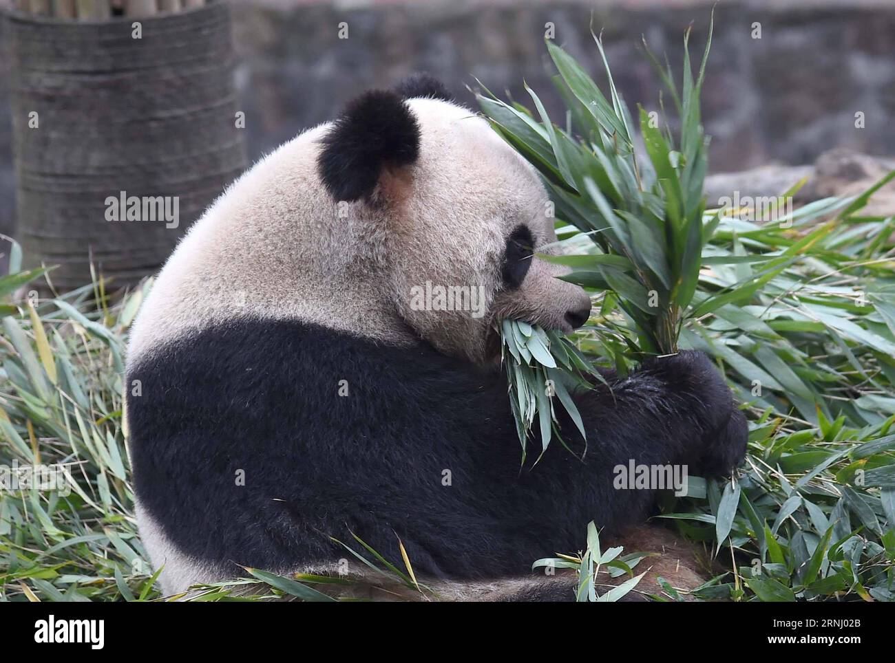 Panda zentrum hi-res stock photography and images - Alamy