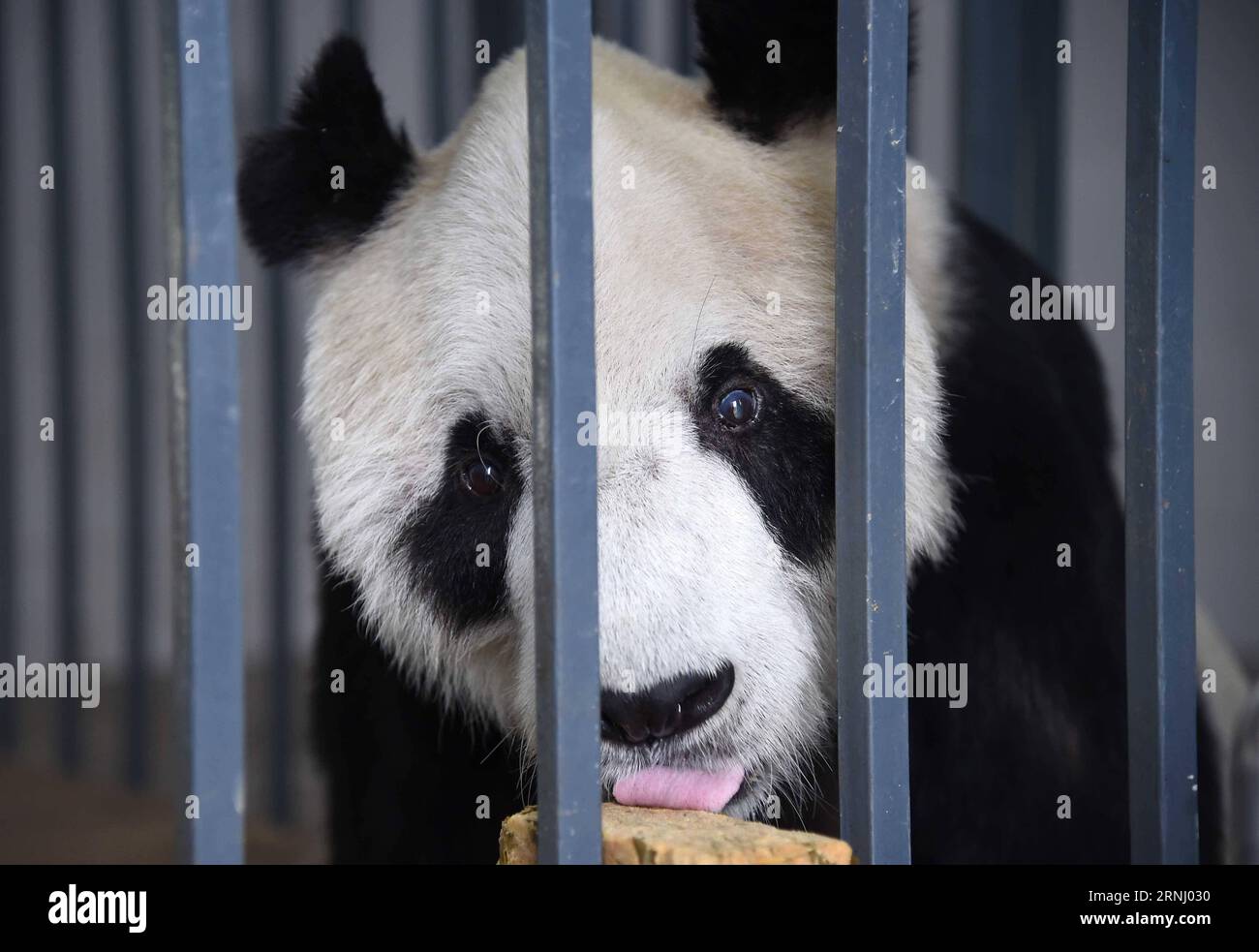 Panda zentrum hi-res stock photography and images - Alamy