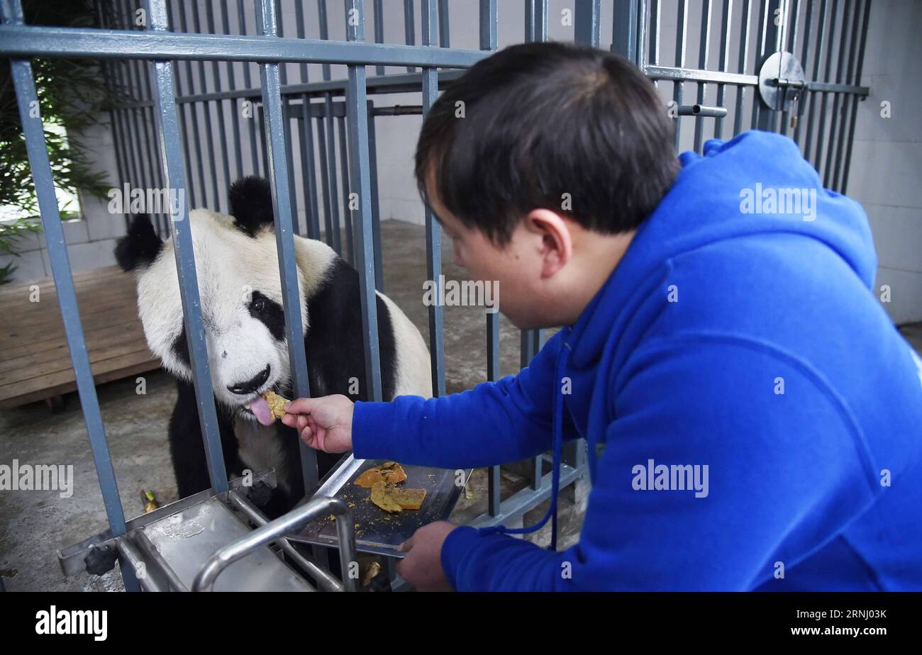 Panda zentrum hi-res stock photography and images - Alamy