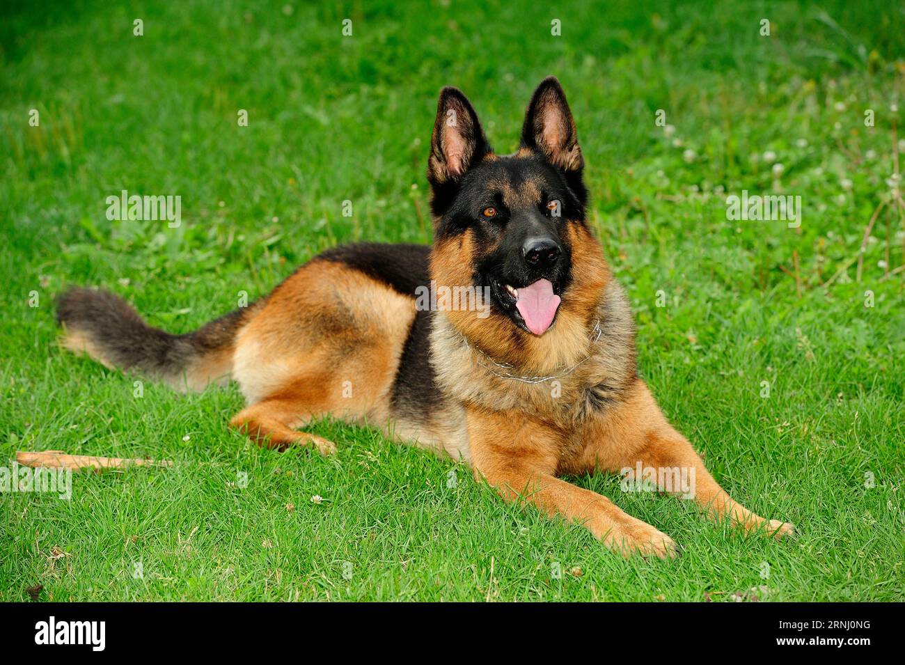 German shepherd dog, Animals, dog, dogs, beauty,German shepherd ...