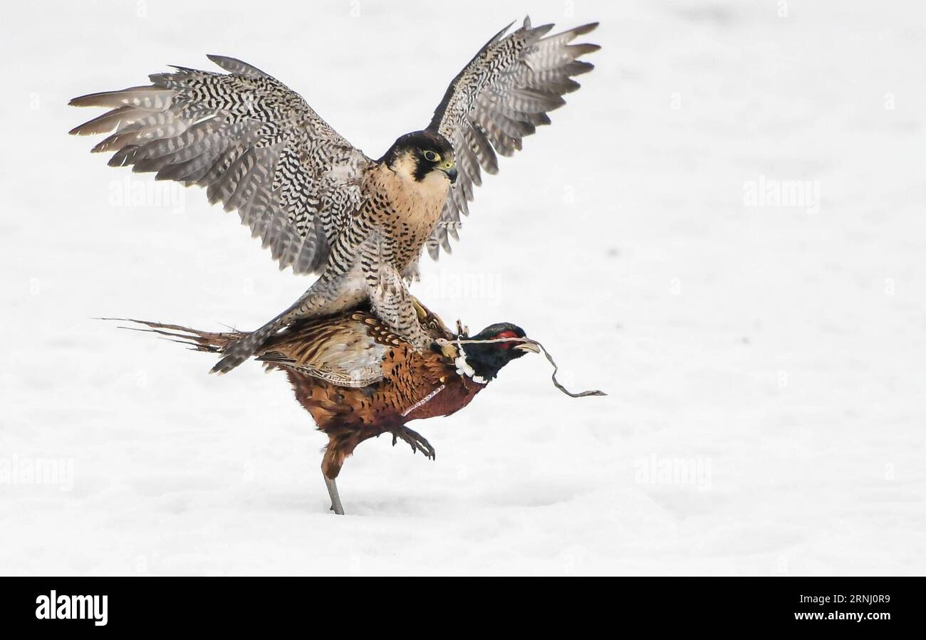 Falcon rescuing hi-res stock photography and images - Alamy