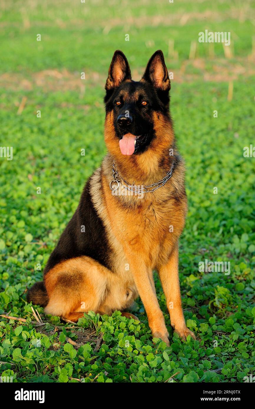 German shepherd dog, Animals, dog, dogs, beauty,German shepherd ...