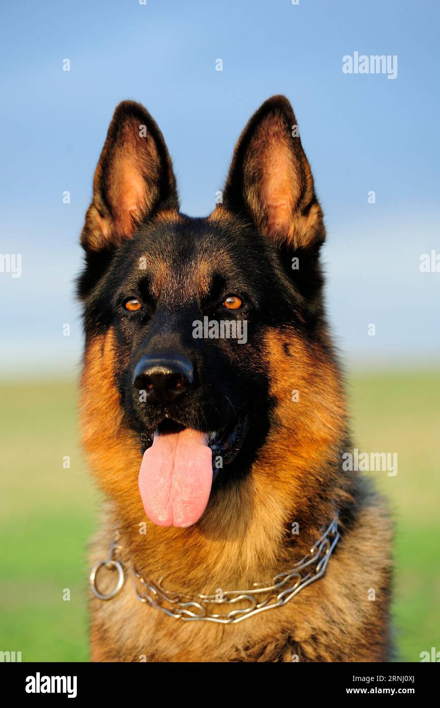 German shepherd dog, Animals, dog, dogs, beauty,German shepherd ...