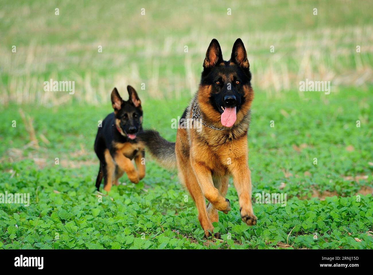German shepherd dog, Animals, dog, dogs, beauty,German shepherd ...