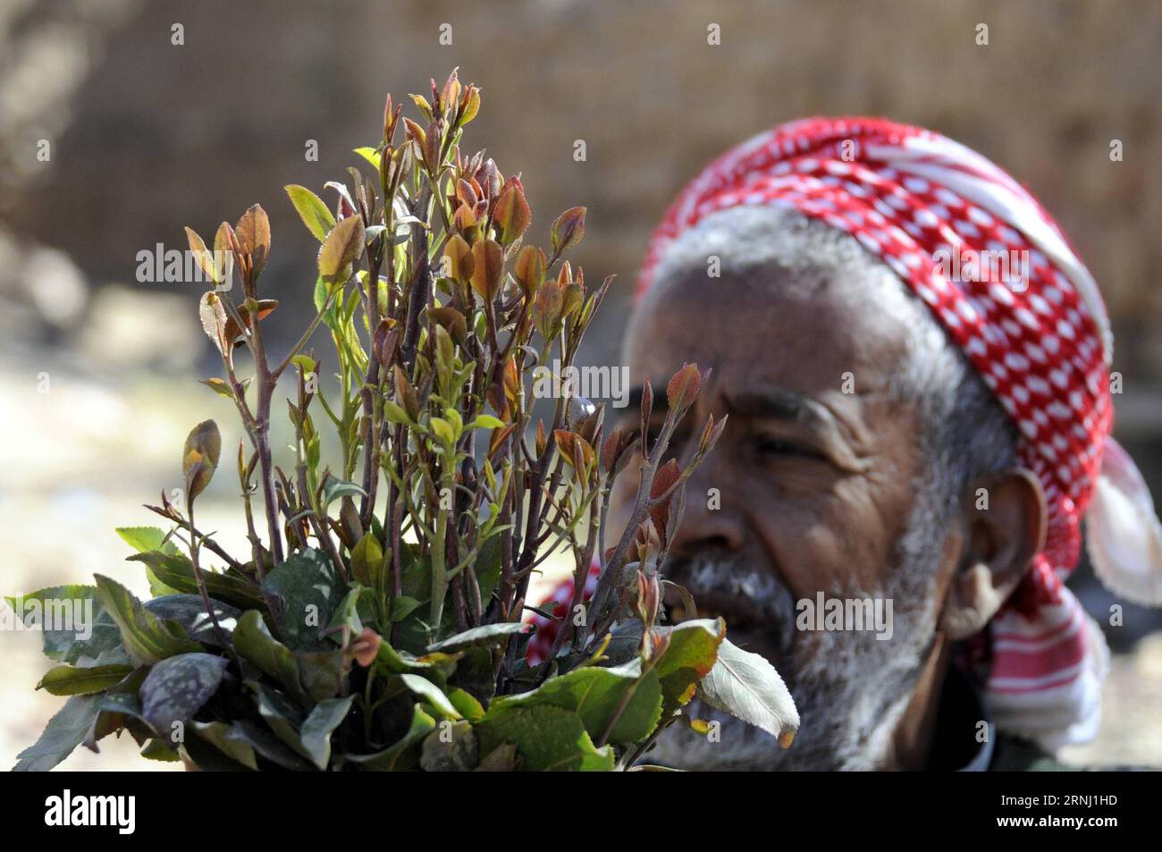 Khat blatt hi-res stock photography and images - Alamy