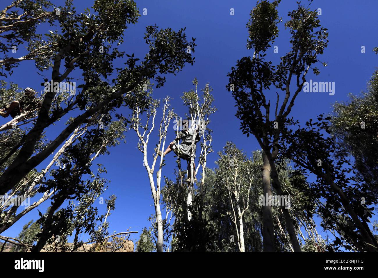 Khat leaves hi-res stock photography and images - Alamy