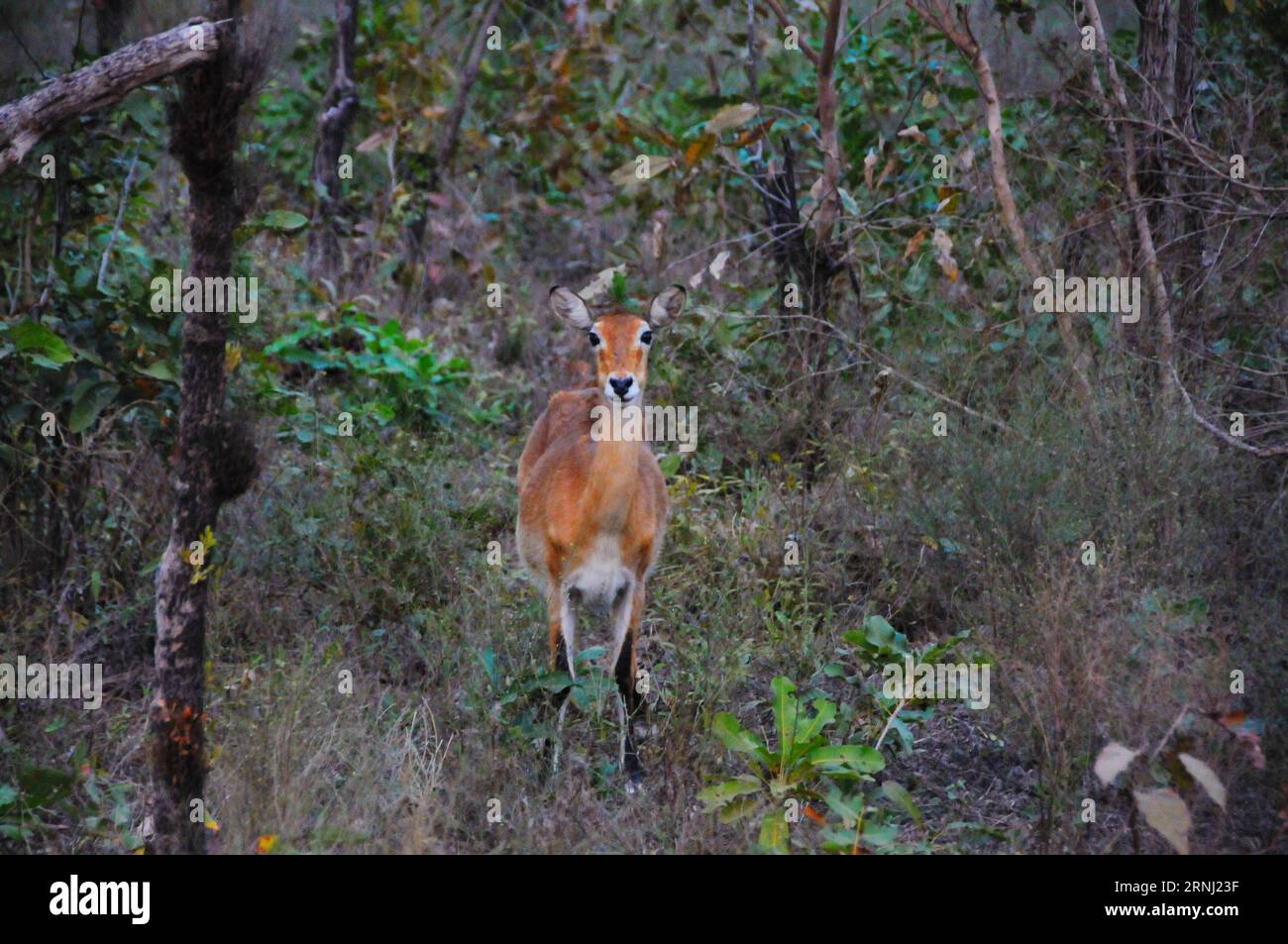 Wild life corridor hi-res stock photography and images - Alamy
