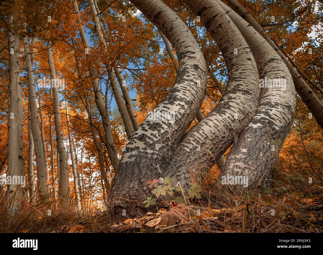 Ophir gold hi-res stock photography and images - Alamy