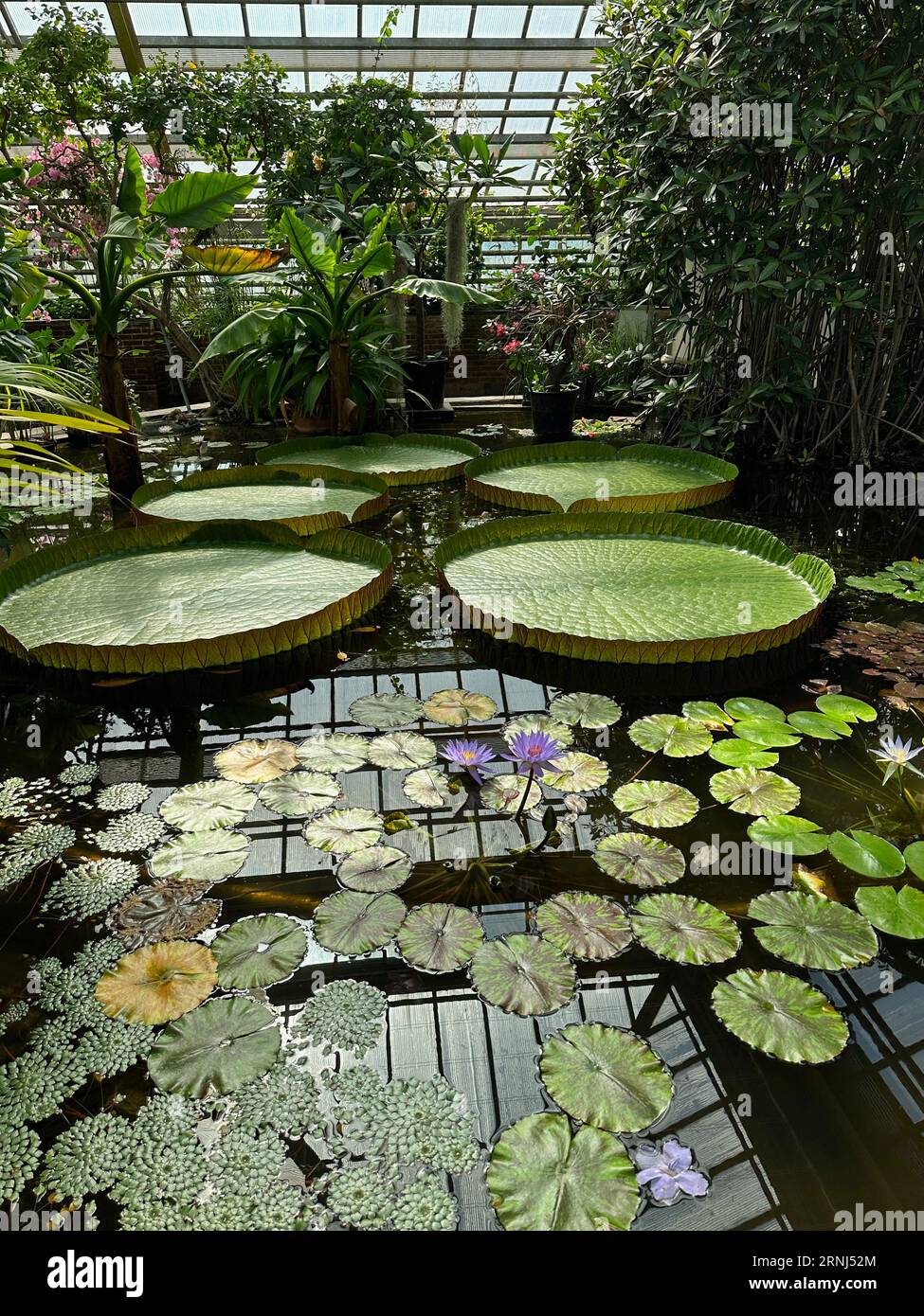 Flora queen victoria hi-res stock photography and images - Alamy