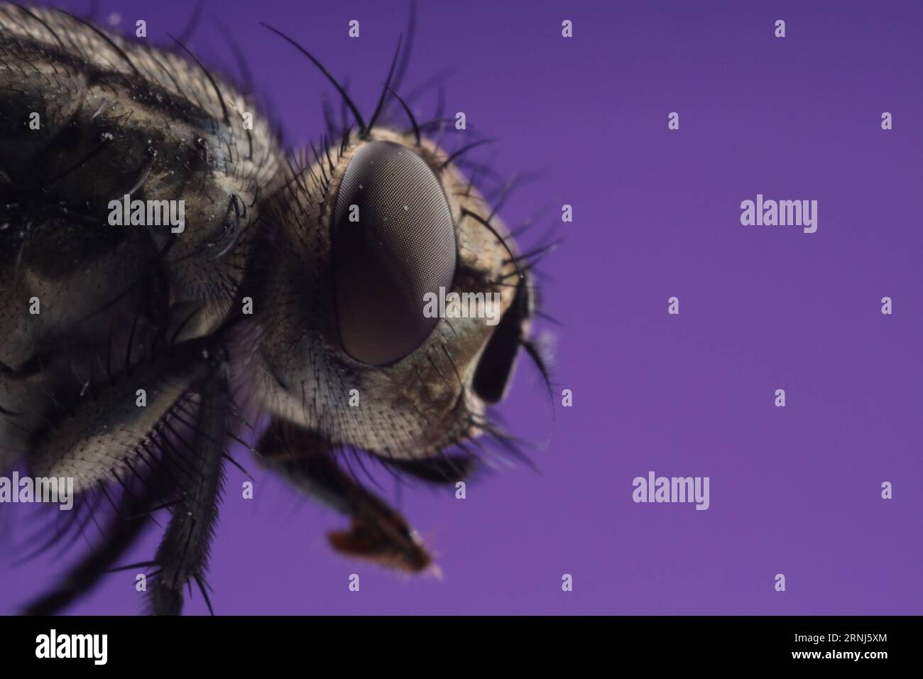Macro view of black house fly on purple background, space for text ...