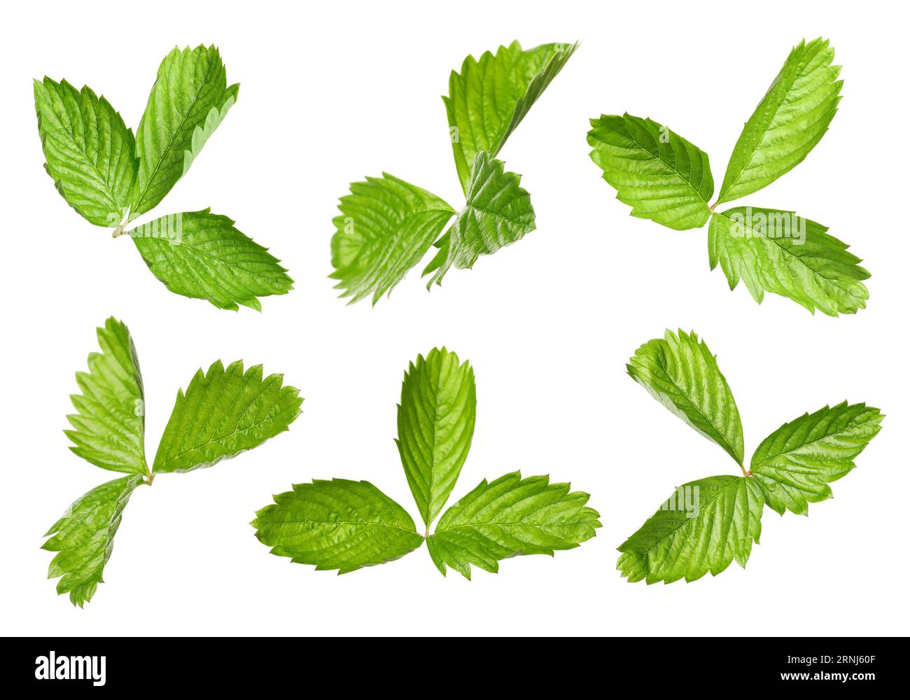 Set with bright green wild strawberry leaves isolated on white Stock ...