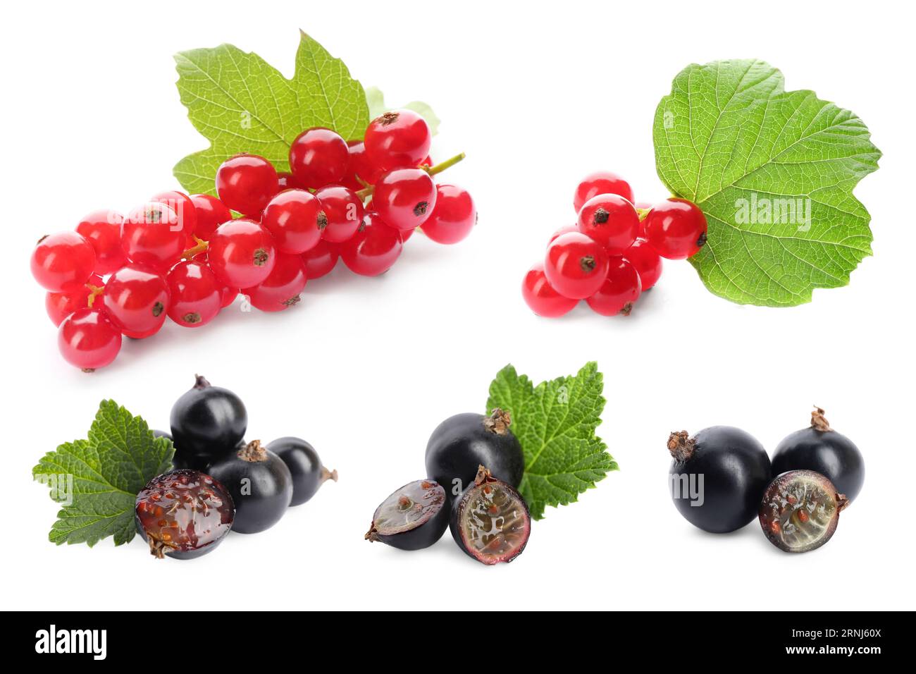 Set of black and red currants with green leaves isolated on white Stock ...