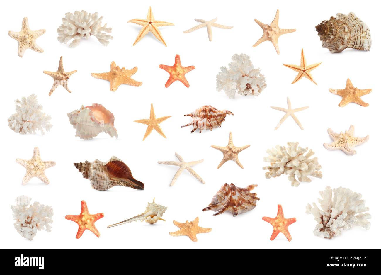 Set with sea stars, shells and corals isolated on white Stock Photo - Alamy