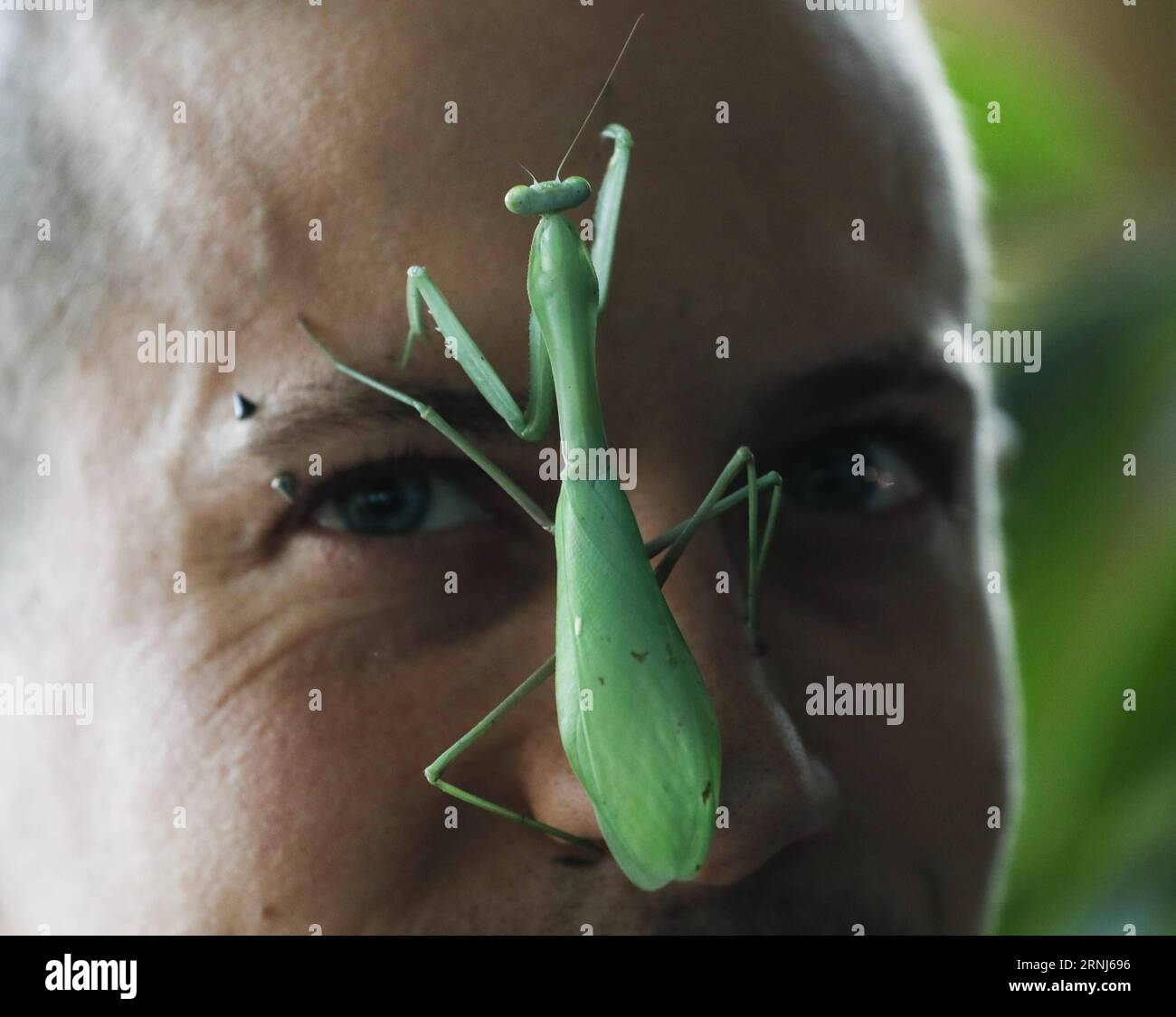 (170103) -- LONDON, Jan. 3, 2017 -- A preying mantis lands on Zookeeper ...