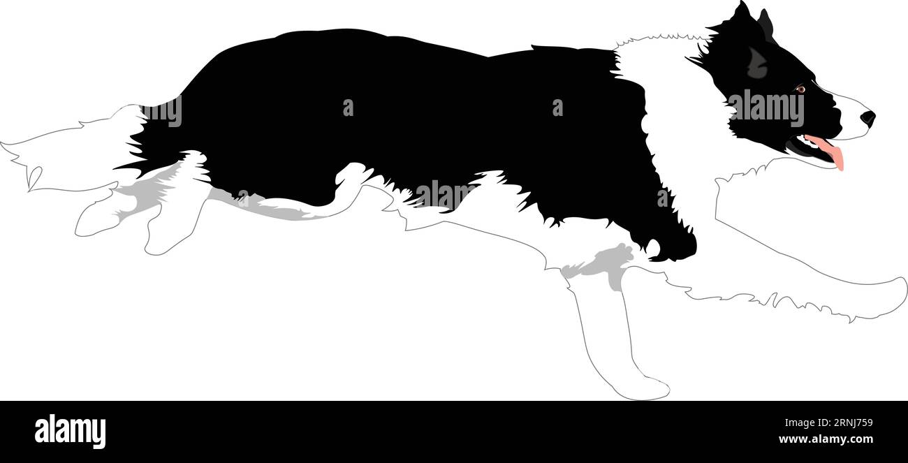 Border Collie running side view on a white background Stock Vector ...