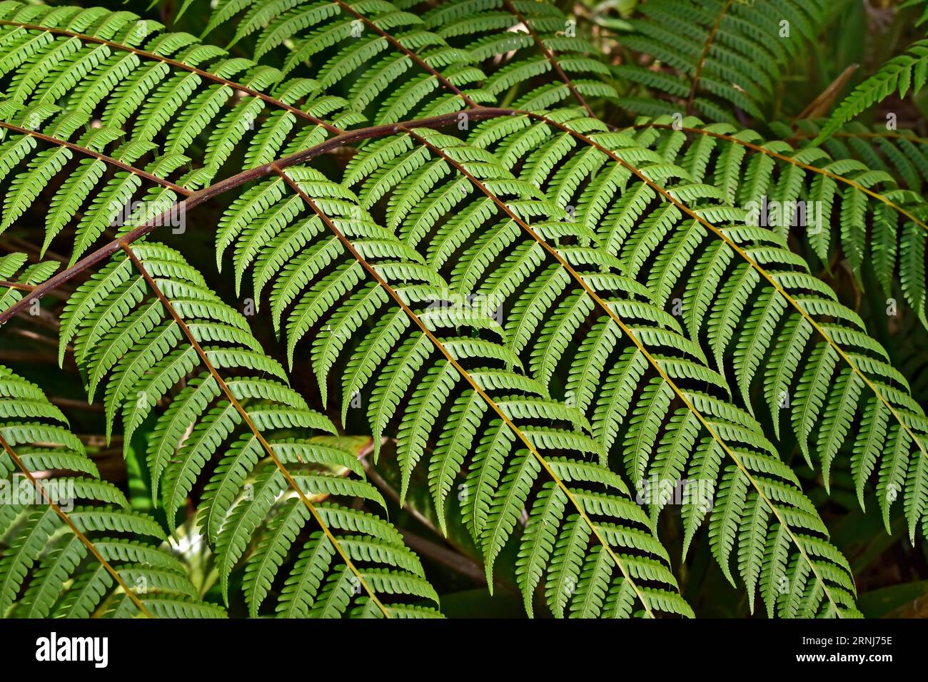 Fern leaf on garden hi-res stock photography and images - Alamy