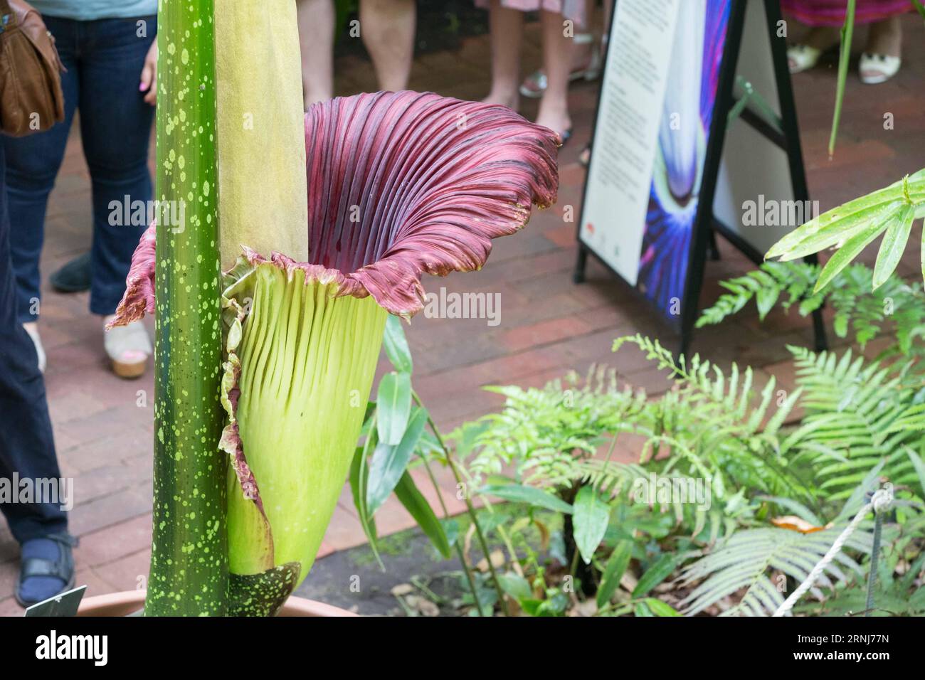 Corpse flower adelaide hi-res stock photography and images - Alamy