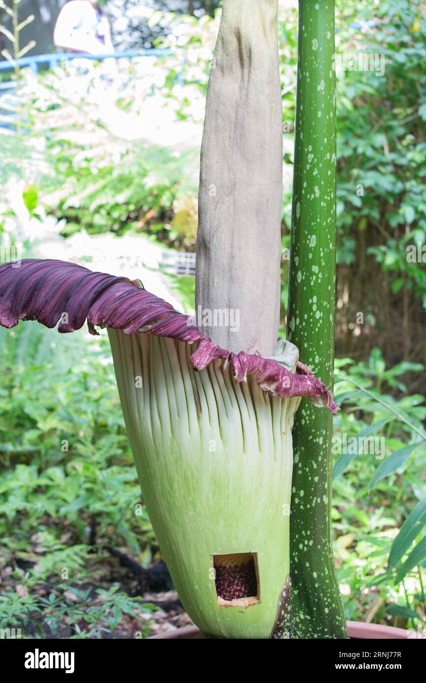 Corpse flower adelaide hi-res stock photography and images - Alamy