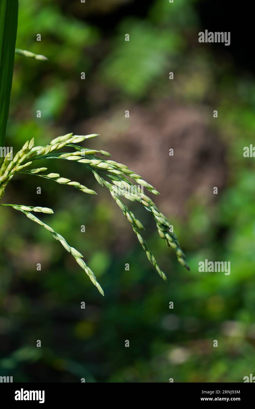 rice plants in rice fields. close up view of beautiful rice plants in ...