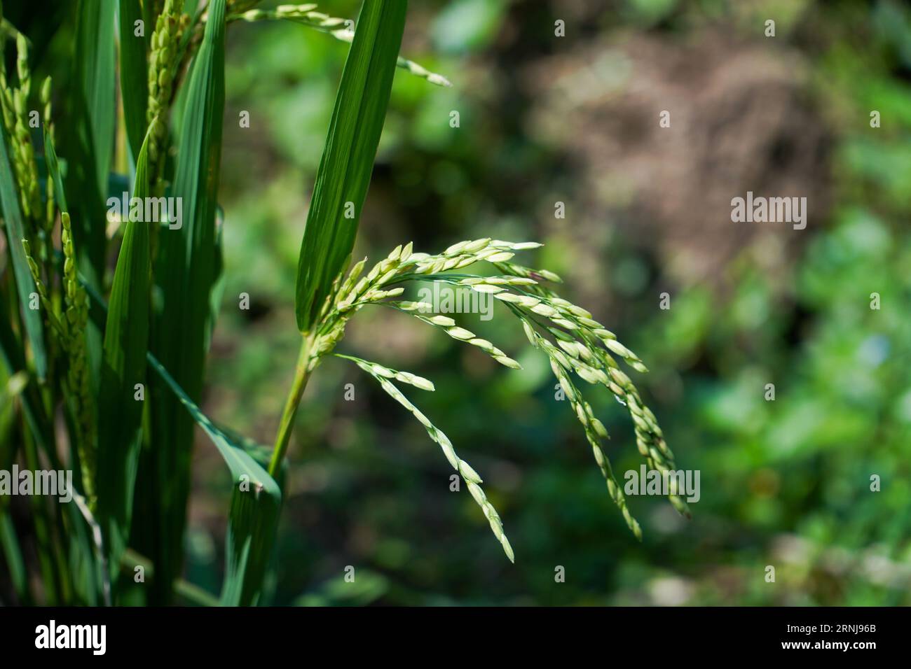rice plants in rice fields. close up view of beautiful rice plants in ...
