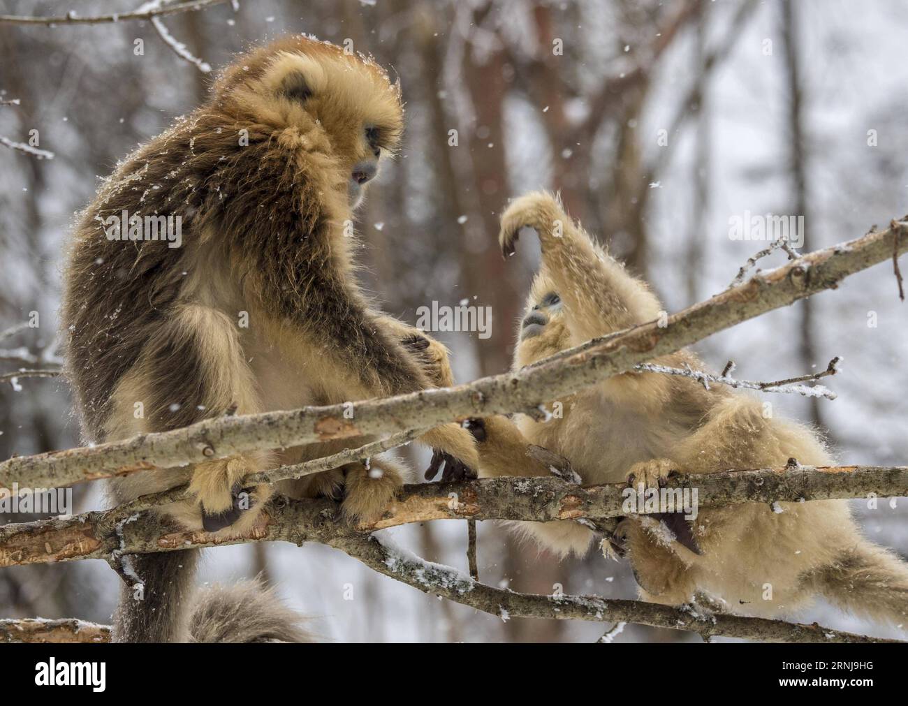 (170110) -- SHENNONGJIA, Jan. 10, 2017 -- Golden monkeys play in the ...