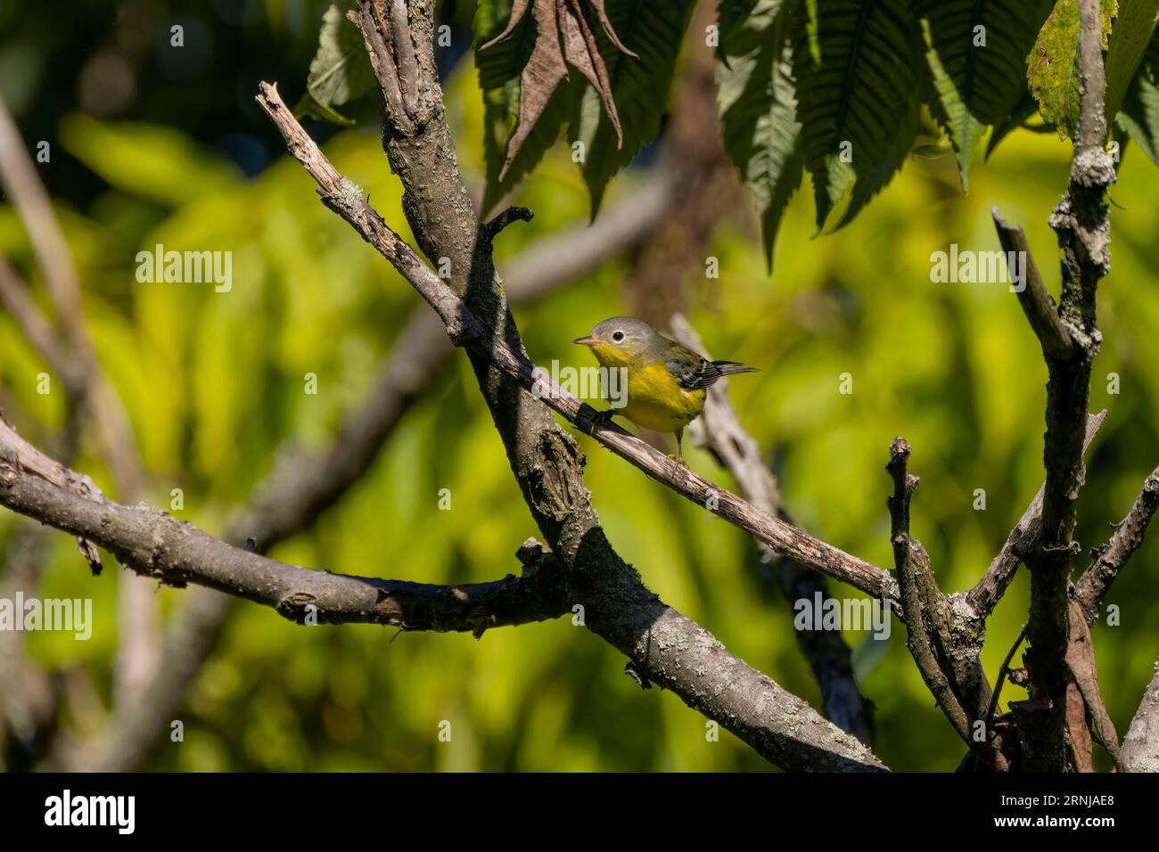 Norther american birds hi-res stock photography and images - Alamy